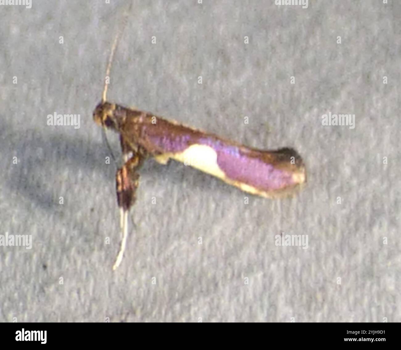 Maple Caloptilia Moth (Caloptilia bimaculatella Stock Photo - Alamy