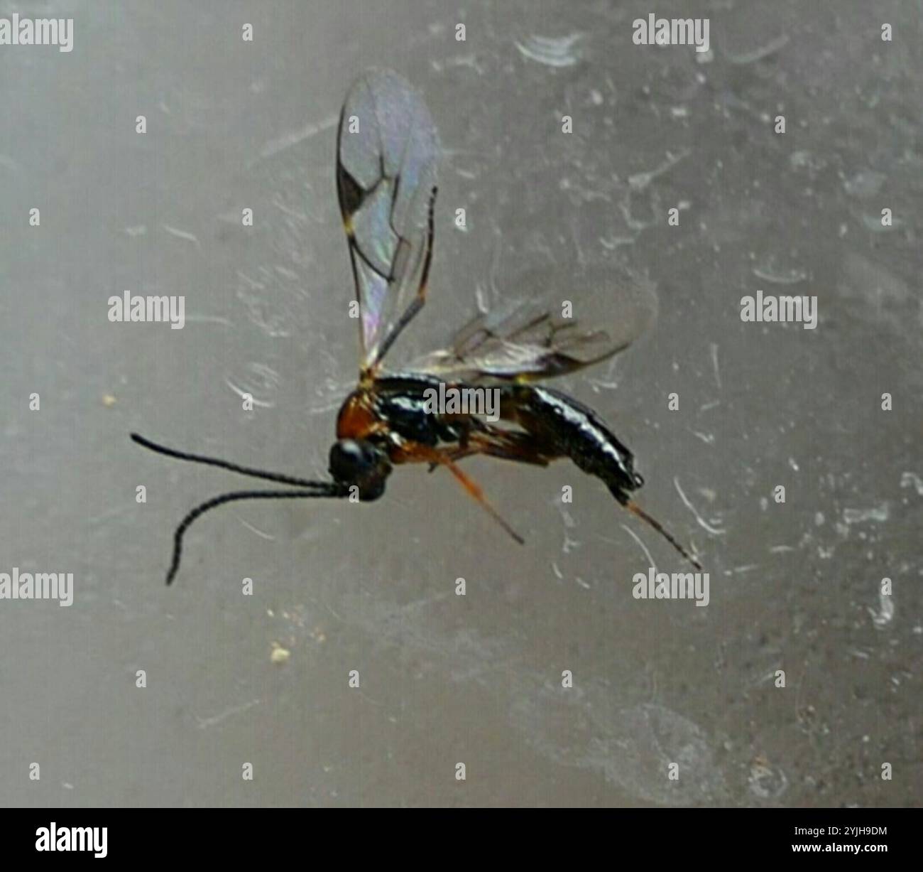 Aphid Mummy Wasps (Aphidiinae Stock Photo - Alamy