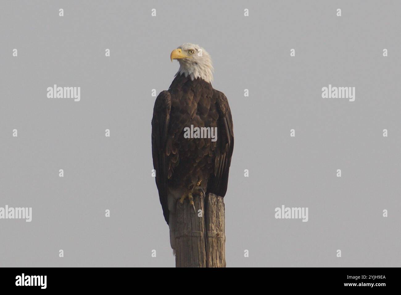 Bald Eagle (Haliaeetus leucocephalus Stock Photo - Alamy