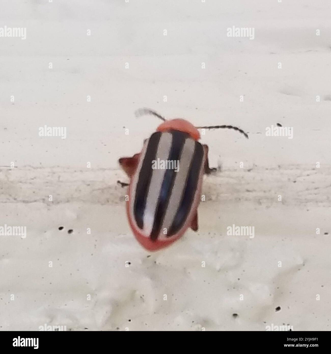 Disonycha hi-res stock photography and images - Alamy