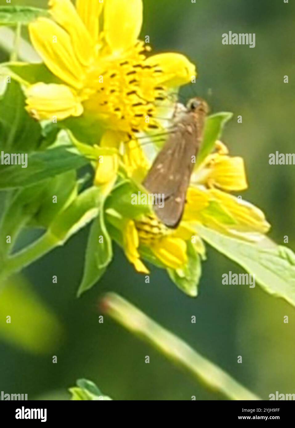Ocola hi-res stock photography and images - Alamy