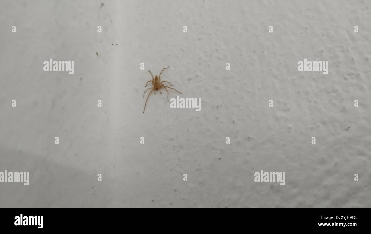 Typical Spiders (Araneomorphae Stock Photo - Alamy