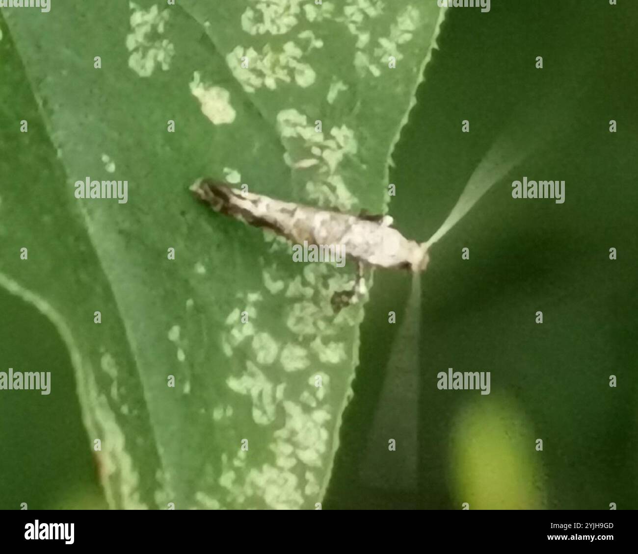 Lilac Leafminer Moth (Gracillaria syringella Stock Photo - Alamy
