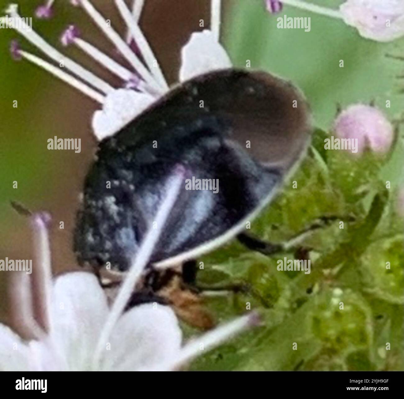 Sehirus cinctus hi-res stock photography and images - Alamy