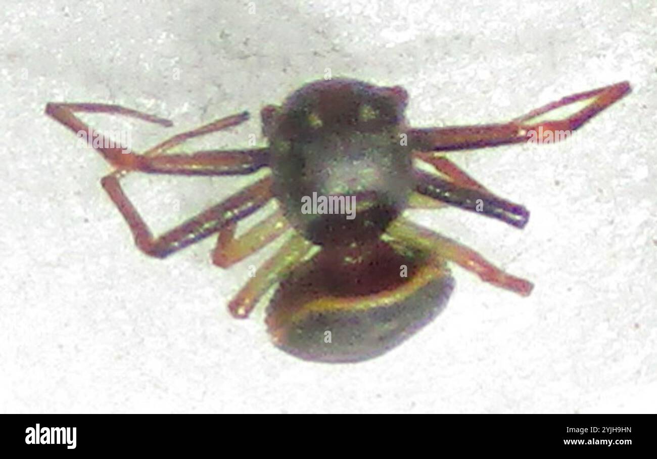 Beetle crab spiders (Mystaria Stock Photo - Alamy
