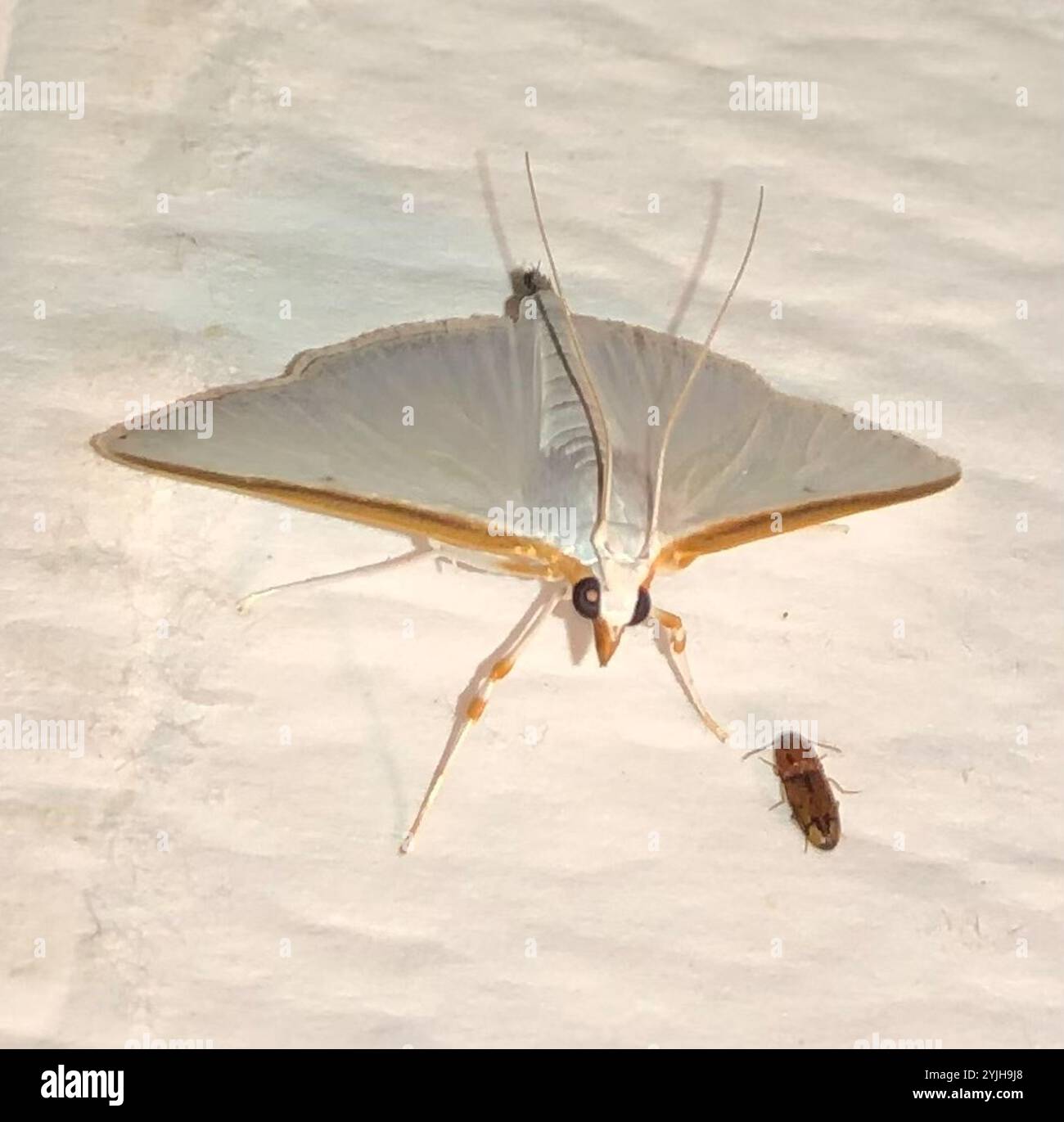 Orange-shouldered Sherbet Moth (Diaphania costata Stock Photo - Alamy