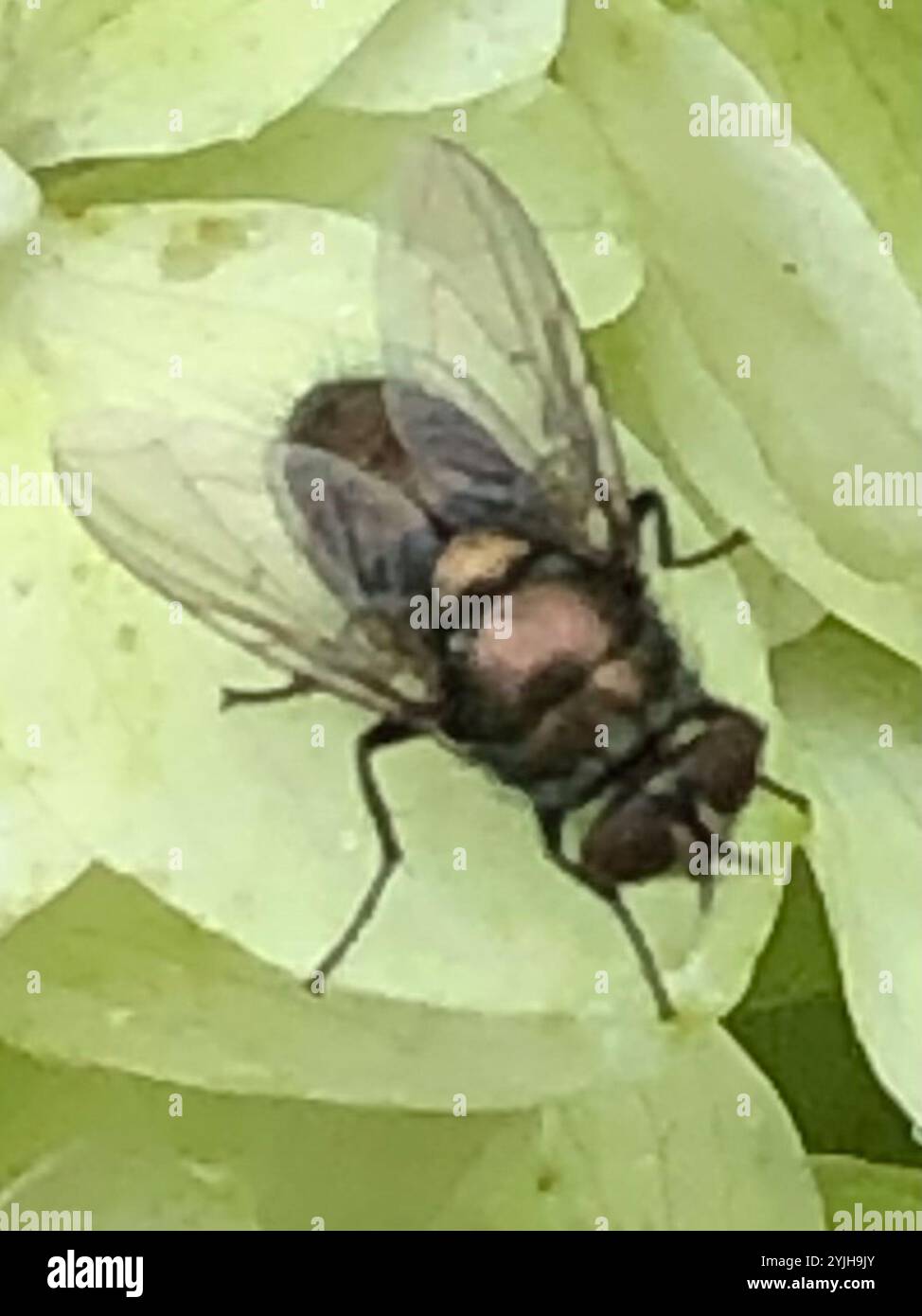 Lucilia cuprina hi-res stock photography and images - Alamy