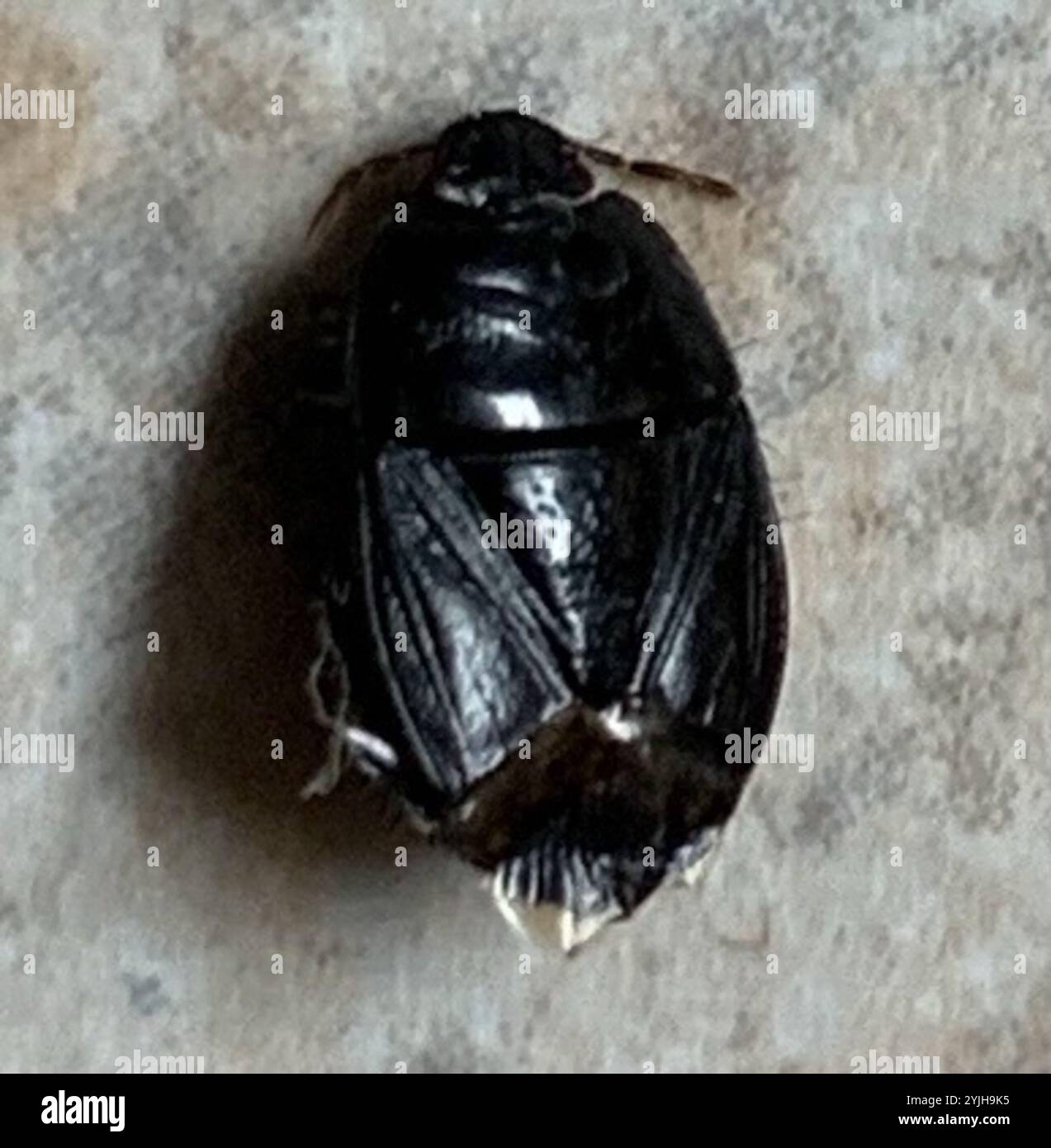 Two-lined Burrowing Bug (Pangaeus bilineatus Stock Photo - Alamy