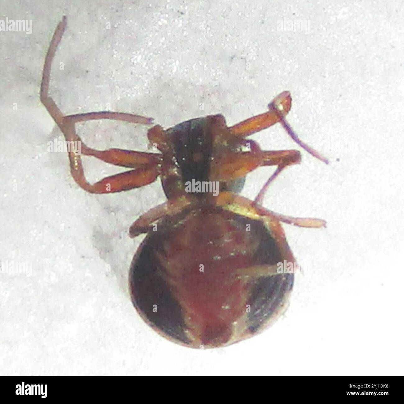 Beetle crab spiders (Mystaria Stock Photo - Alamy