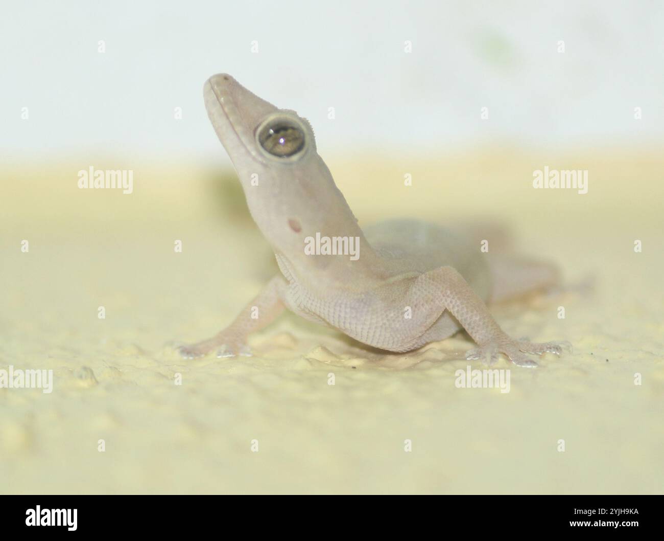 House Geckos (Hemidactylus Stock Photo - Alamy