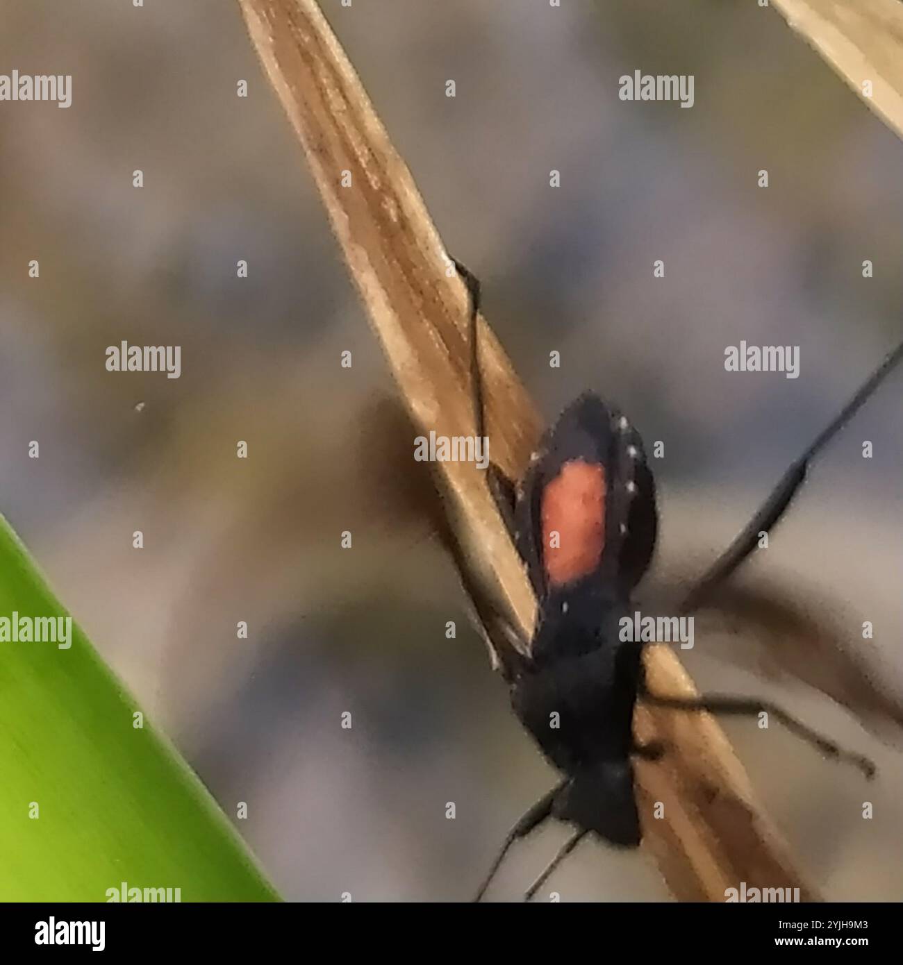 ant bug (Alydus calcaratus Stock Photo - Alamy