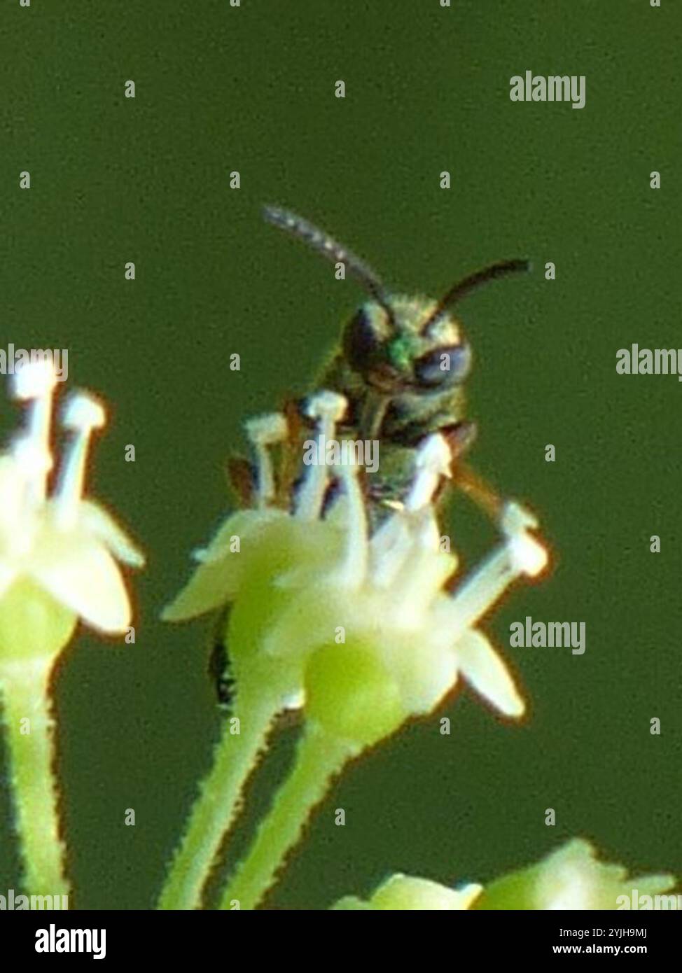 Augochlorine Sweat Bees (Augochlorini Stock Photo - Alamy