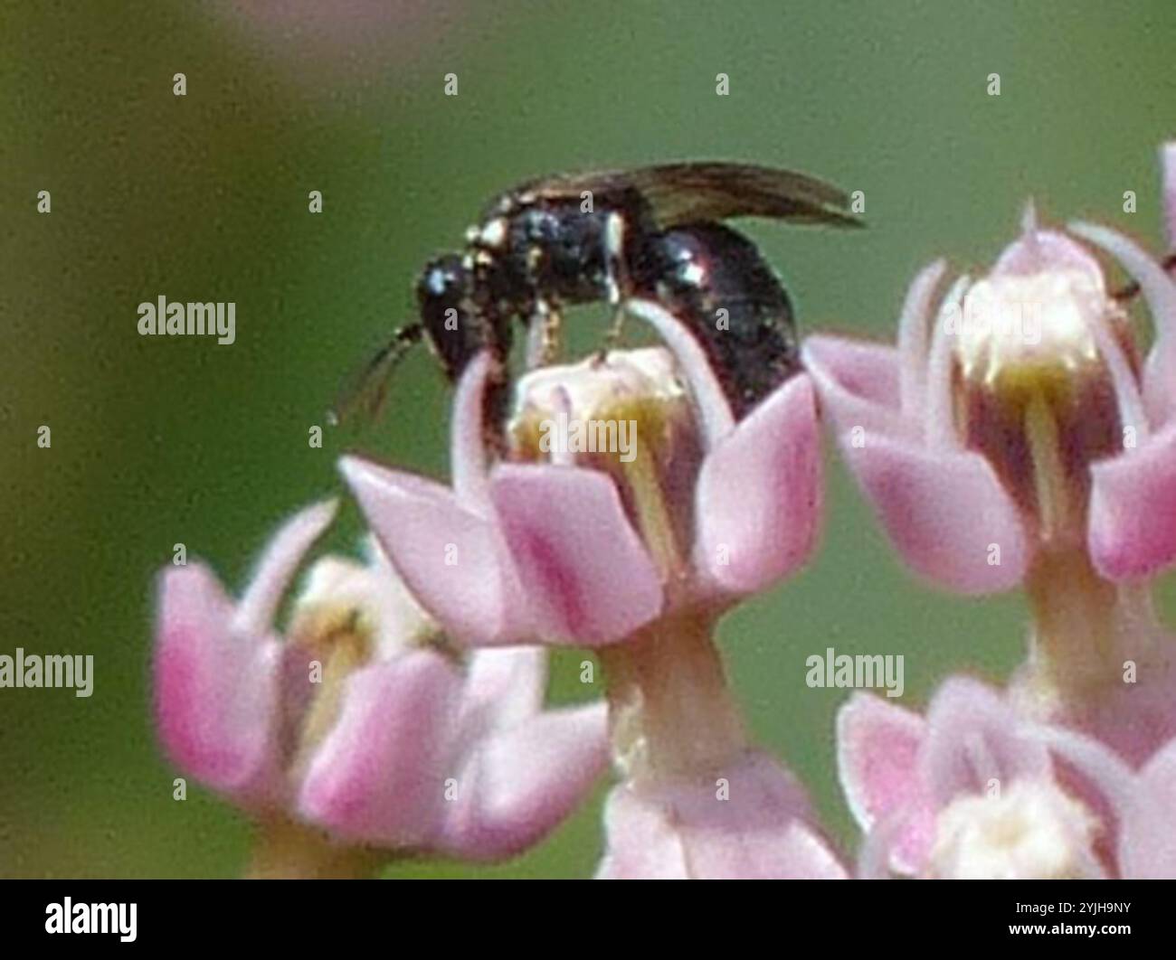 Slender-faced Masked Bee (Hylaeus leptocephalus Stock Photo - Alamy