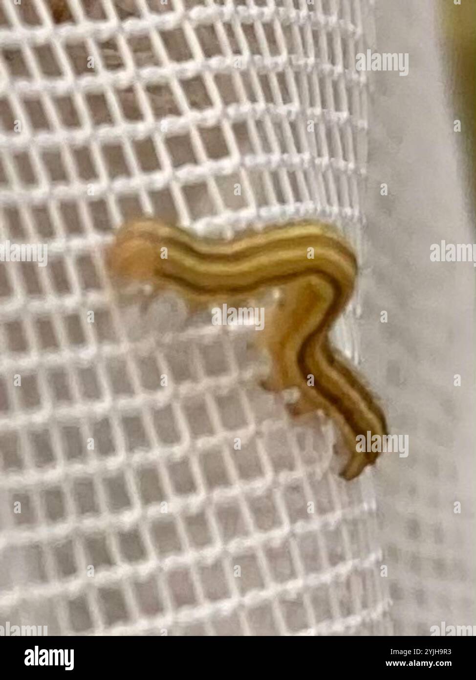 Owlet Moths and Allies (Noctuoidea Stock Photo - Alamy