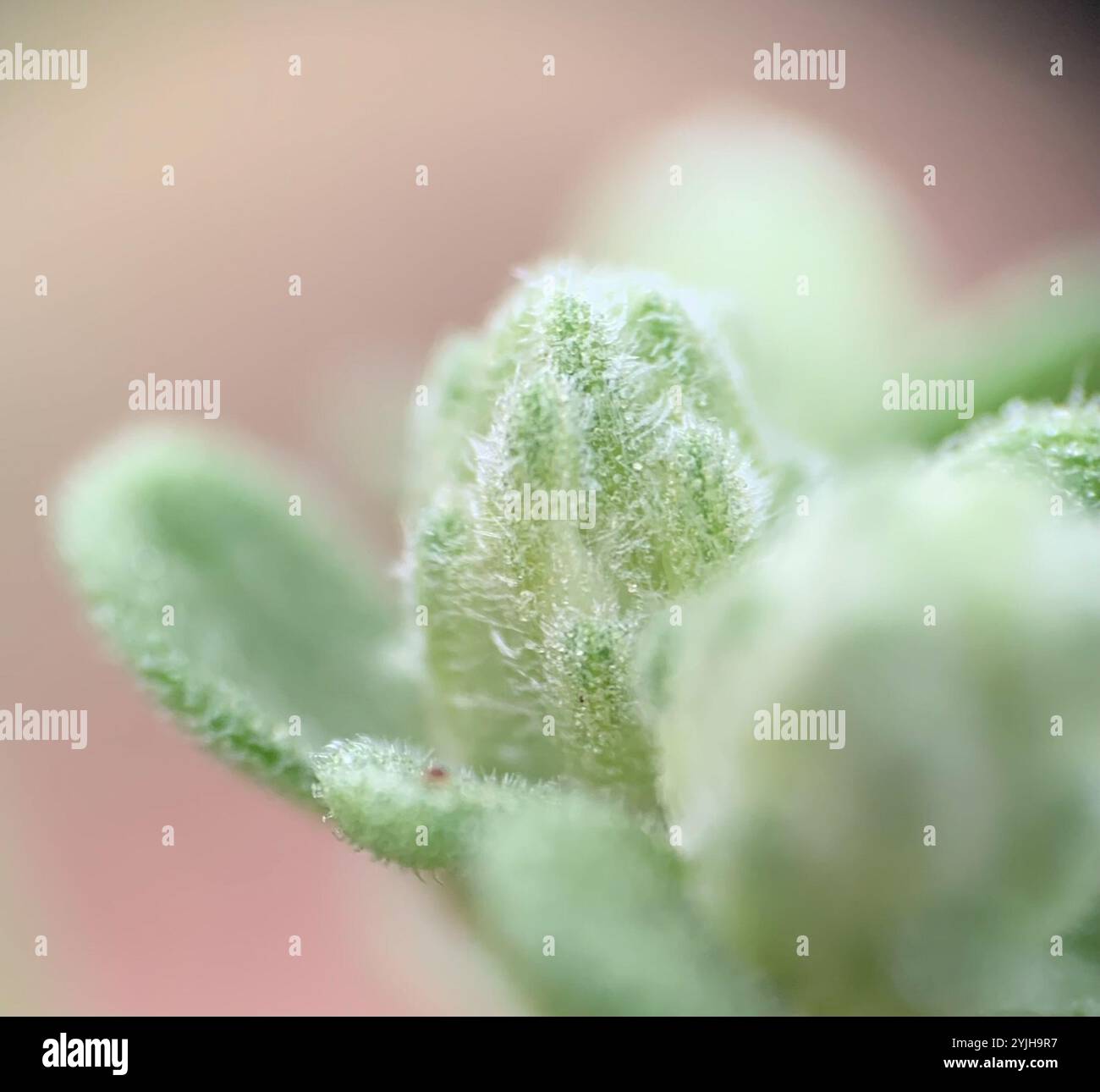Dixie aster (Sericocarpus tortifolius Stock Photo - Alamy