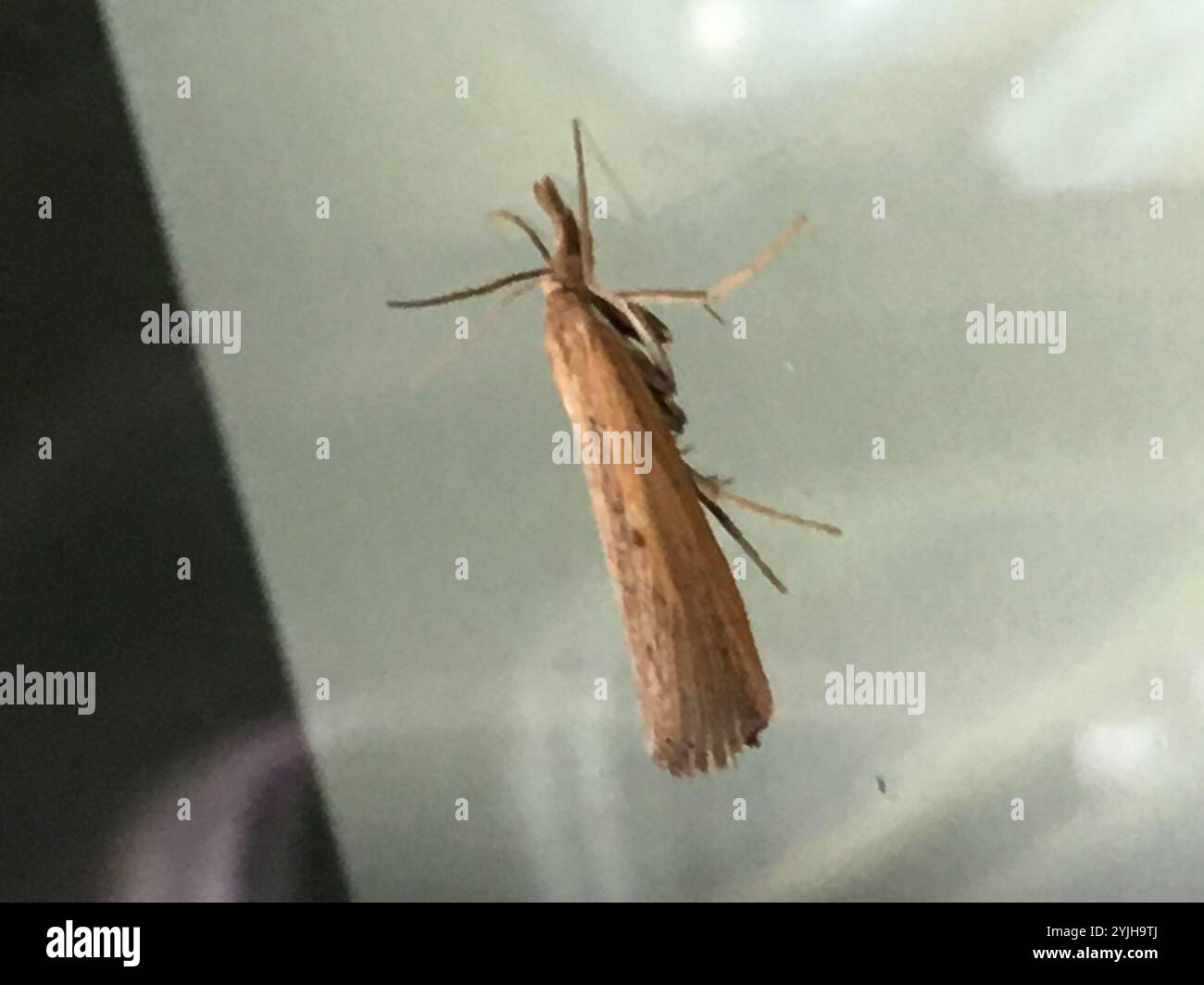 Sod webworm moth hi-res stock photography and images - Alamy