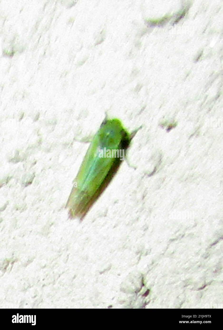 Typical Leafhoppers (Cicadellidae Stock Photo - Alamy