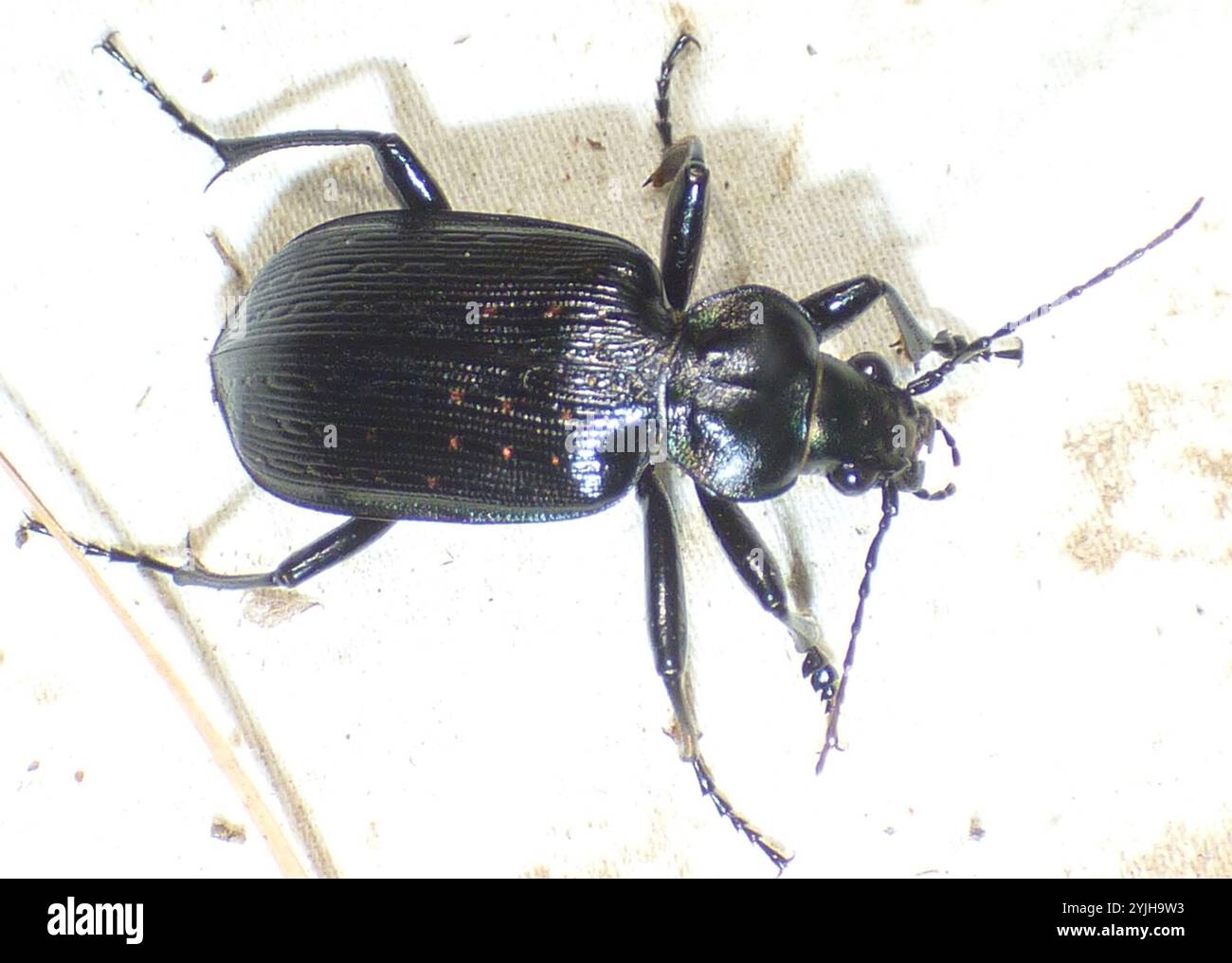 Black Caterpillar Hunter (Calosoma sayi Stock Photo - Alamy