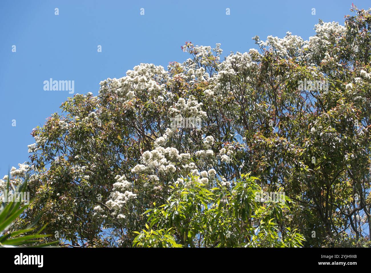 Mass of white blossom on top of Australian water gum tree ...