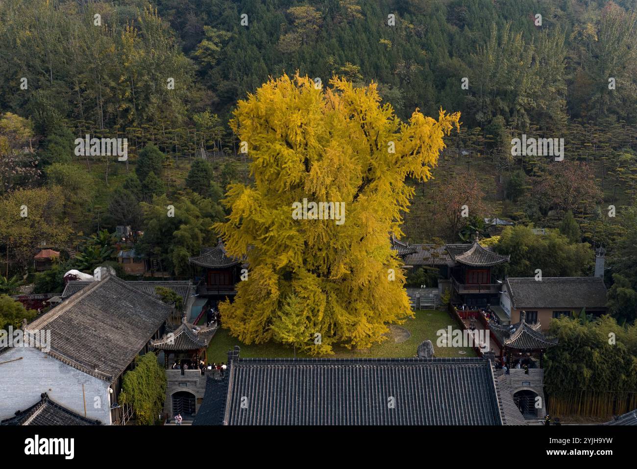 Aerial photo shows an ancient ginkgo tree at a temple in Xi'an City ...