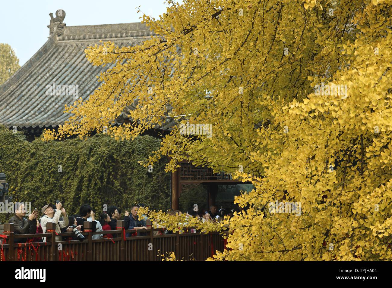 Aerial photo shows an ancient ginkgo tree at a temple in Xi'an City ...