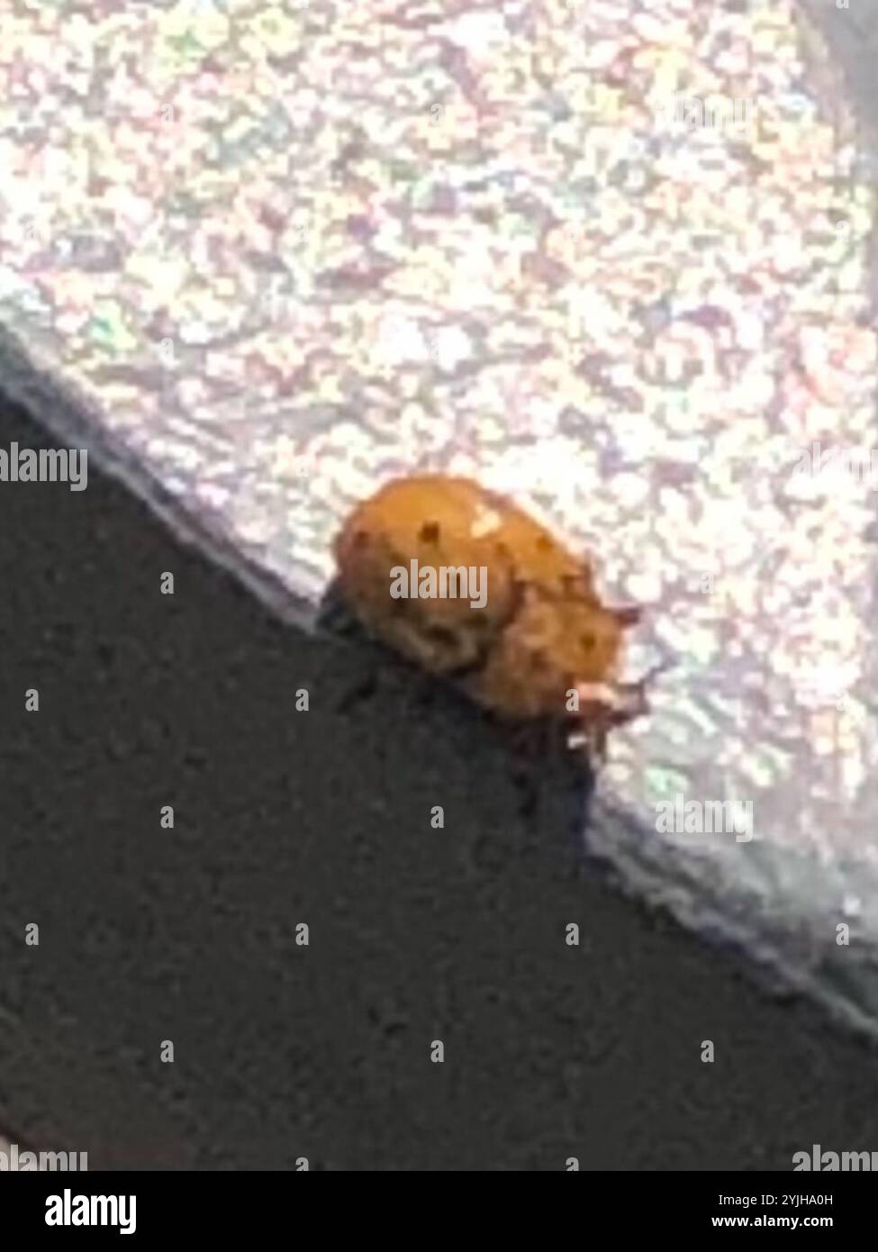 Argus Tortoise Beetle (Chelymorpha cassidea Stock Photo - Alamy