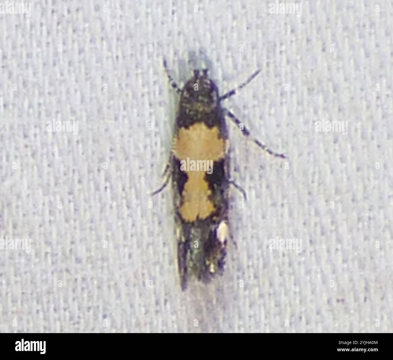 Red-necked Peanutworm Moth (Stegasta bosqueella Stock Photo - Alamy