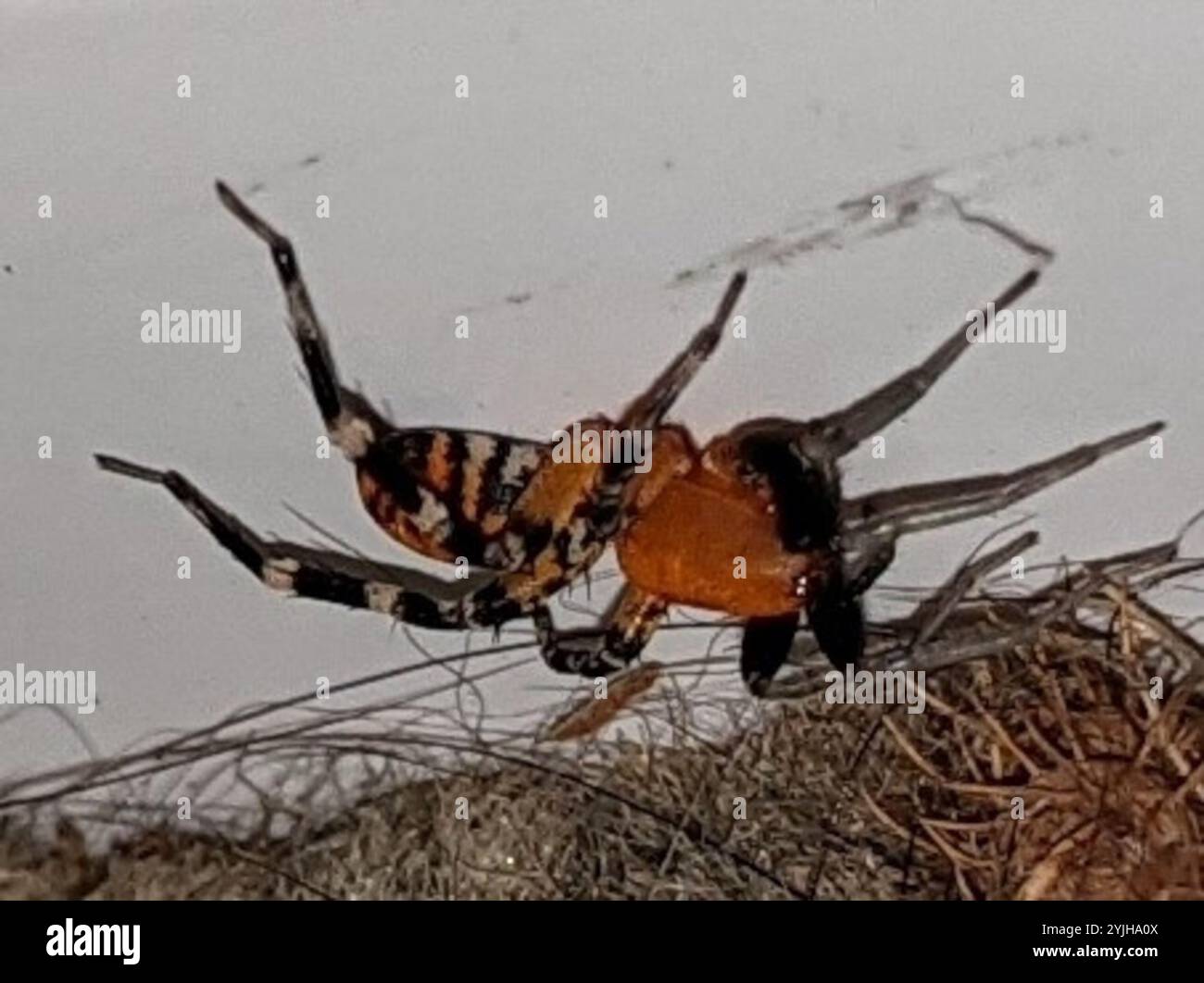 Orange Ant-mimic Sac Spider (Castianeira amoena Stock Photo - Alamy