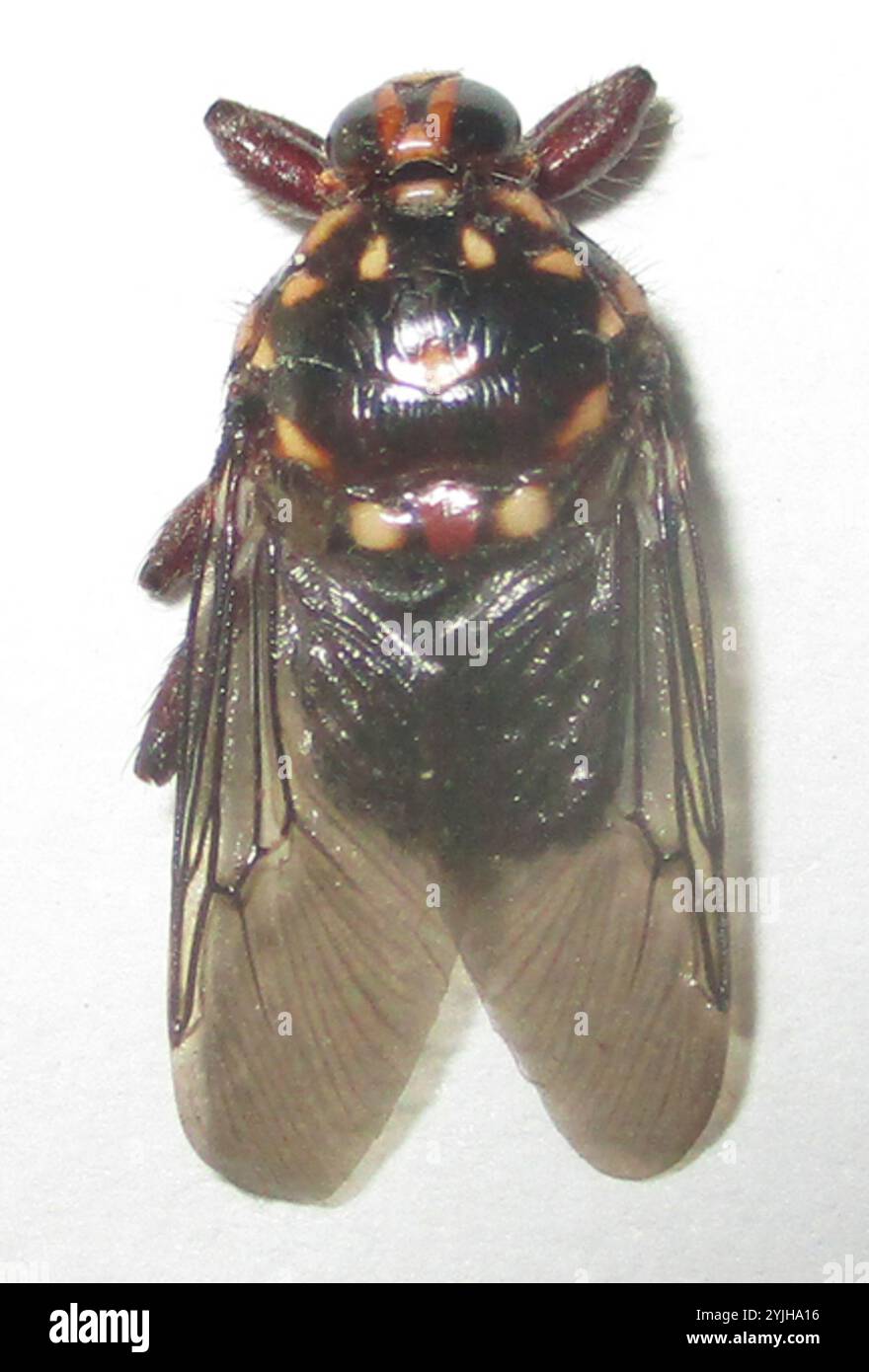 Cattle Louse Fly (Hippobosca rufipes Stock Photo - Alamy