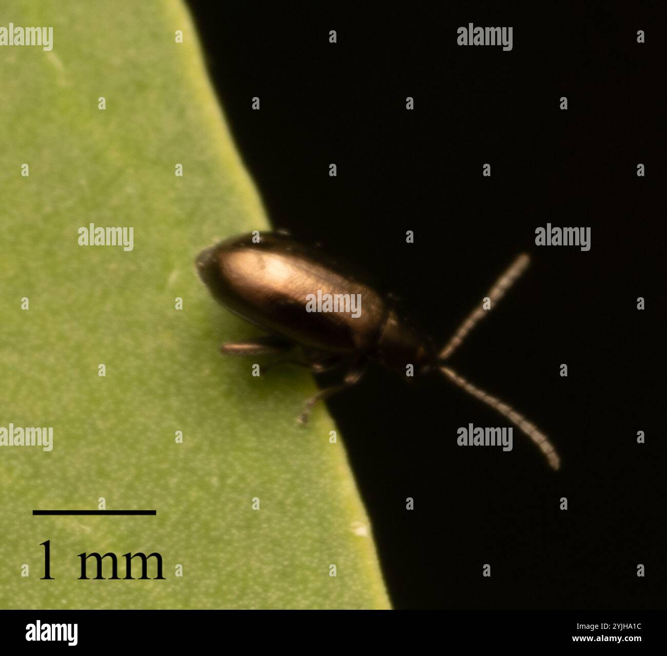 Flea Beetles (Alticini Stock Photo - Alamy