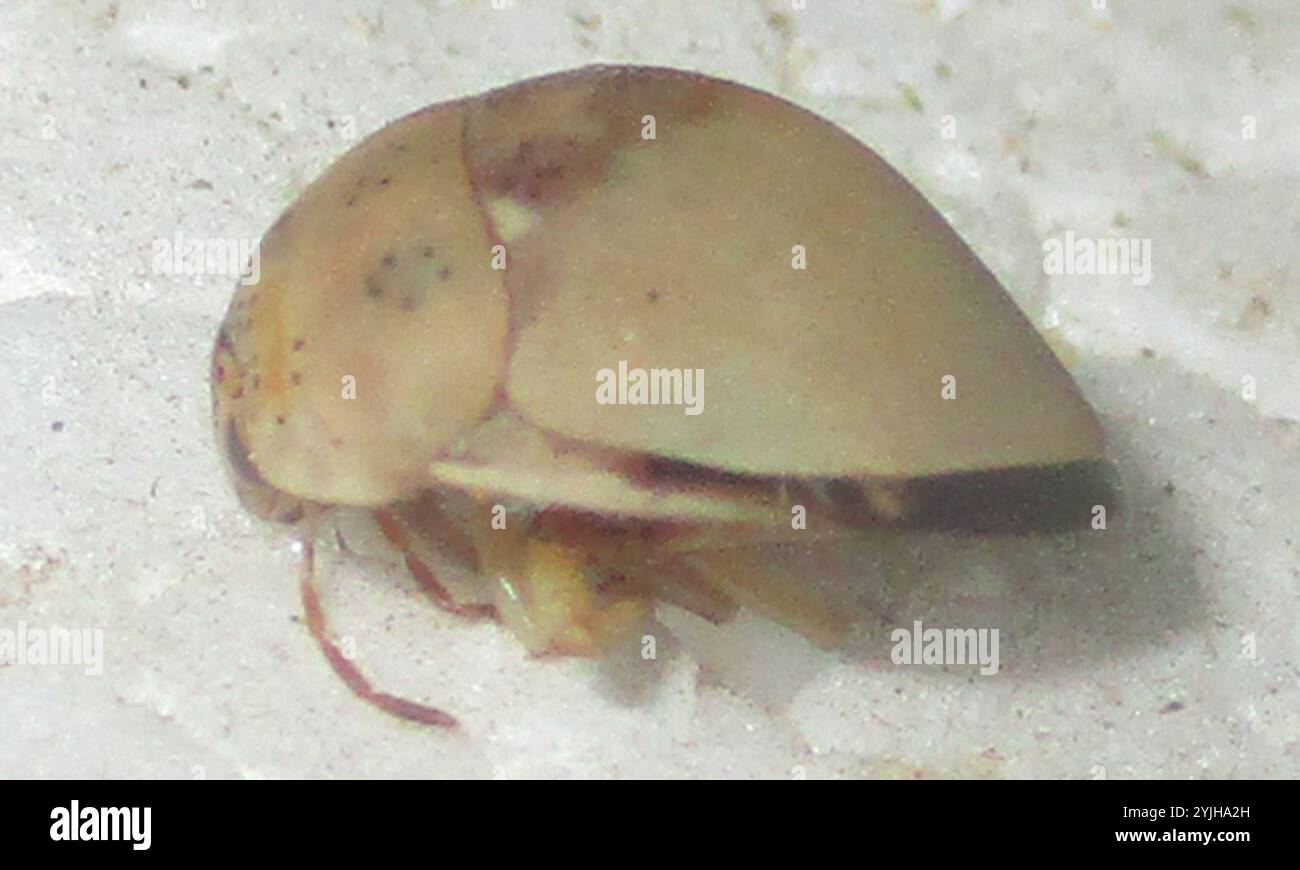Sphaerocoris hi-res stock photography and images - Alamy