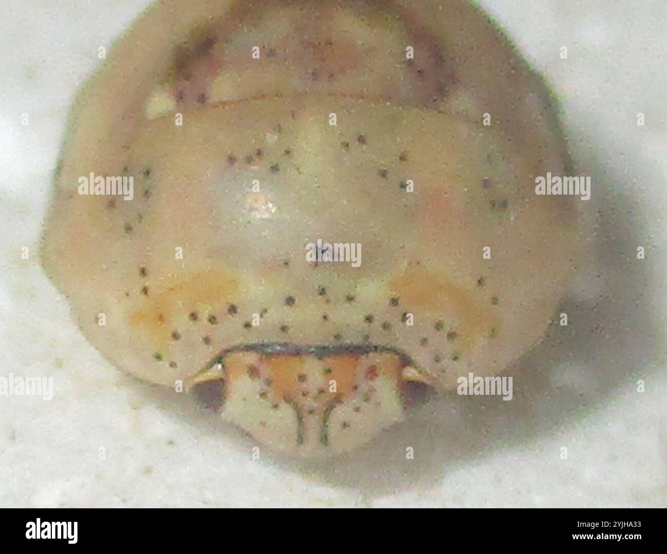 Sphaerocoris hi-res stock photography and images - Alamy