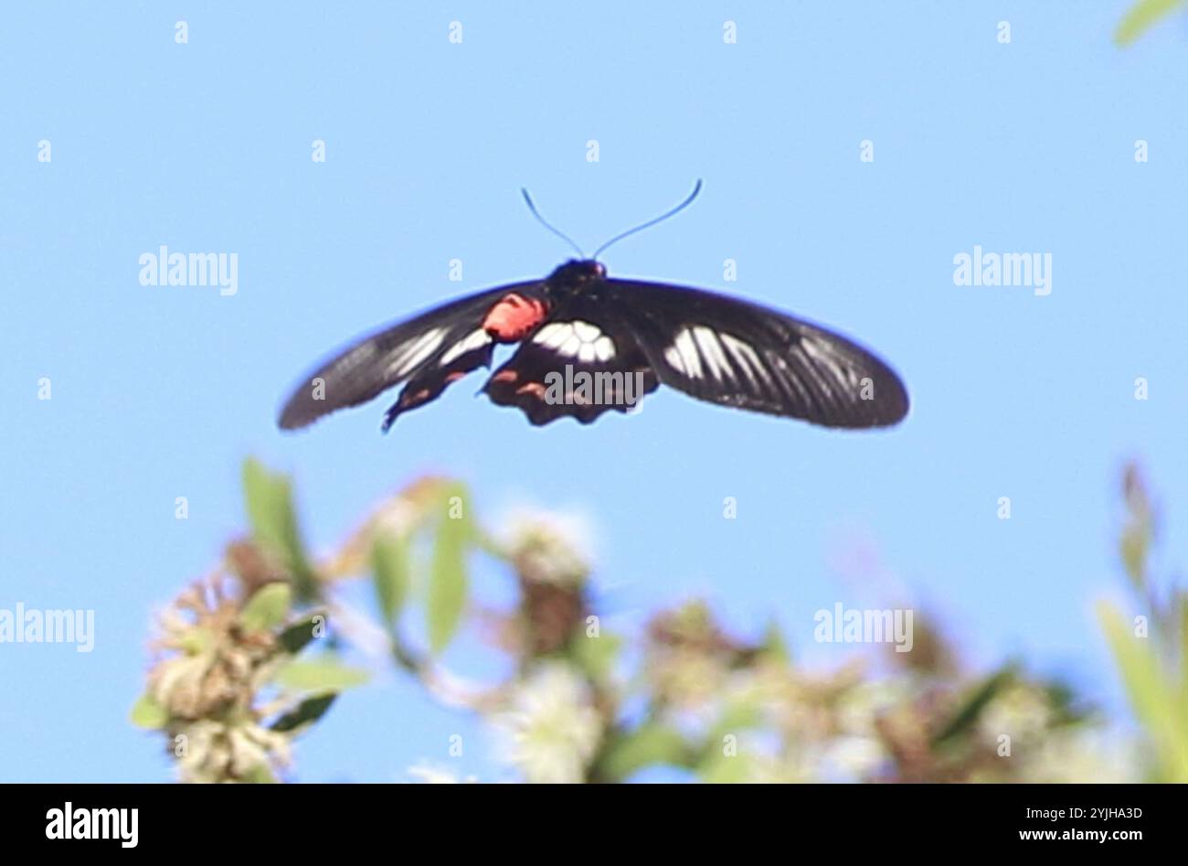 Pachliopta polydorus hi-res stock photography and images - Alamy