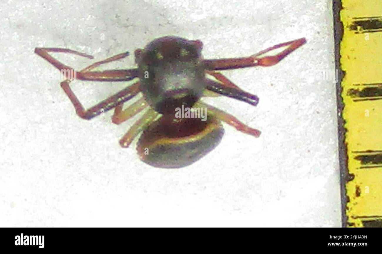 Beetle crab spiders (Mystaria Stock Photo - Alamy