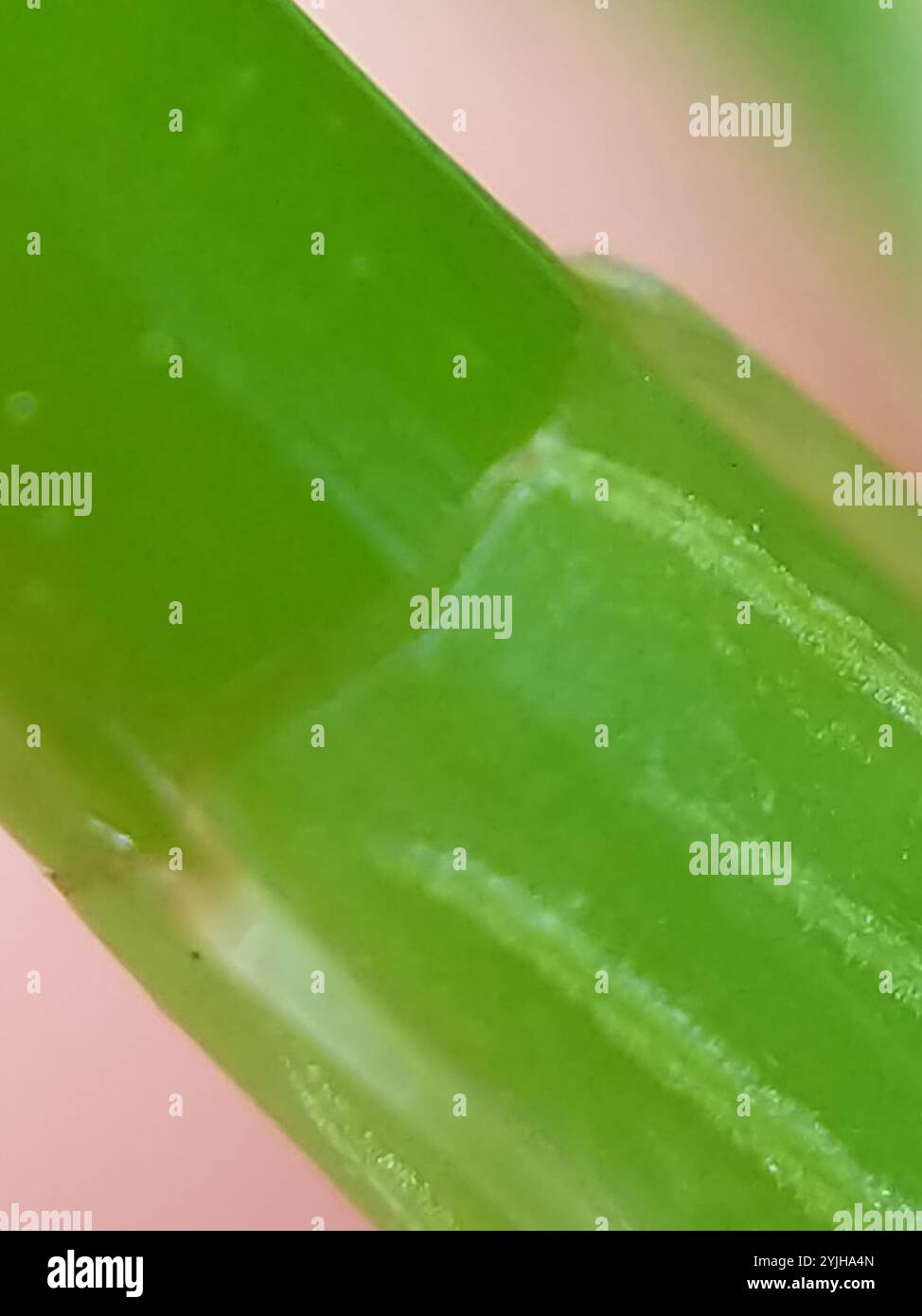 pinkweed (Persicaria pensylvanica Stock Photo - Alamy