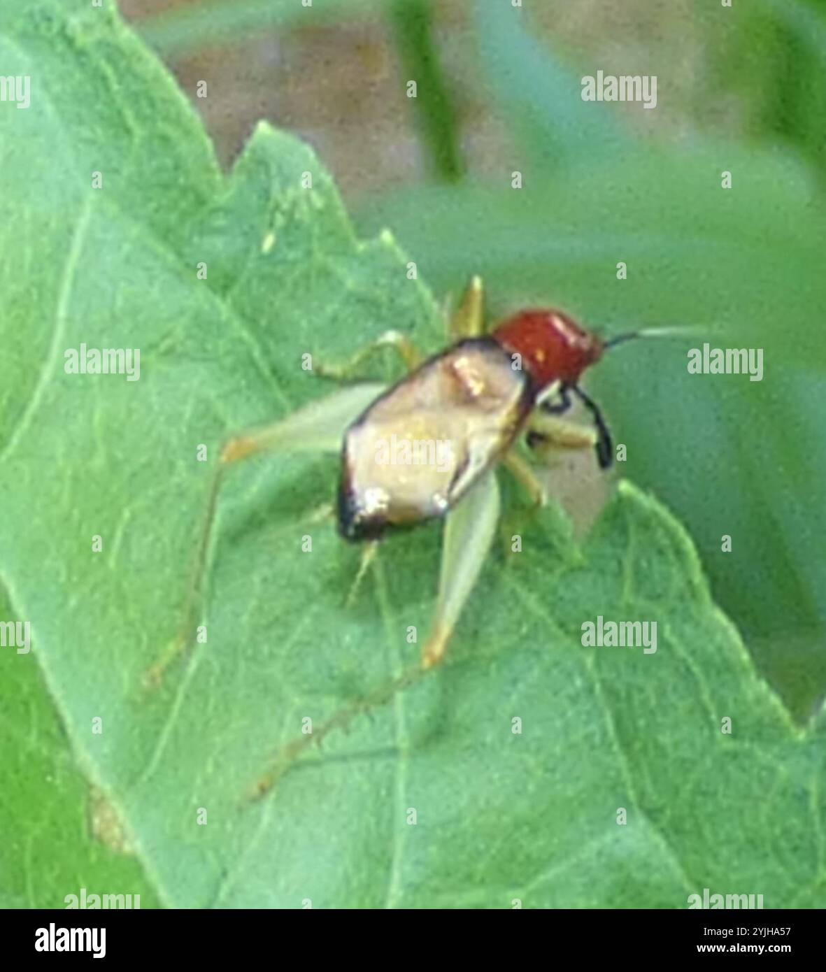 Red headed bush cricket hi-res stock photography and images - Alamy