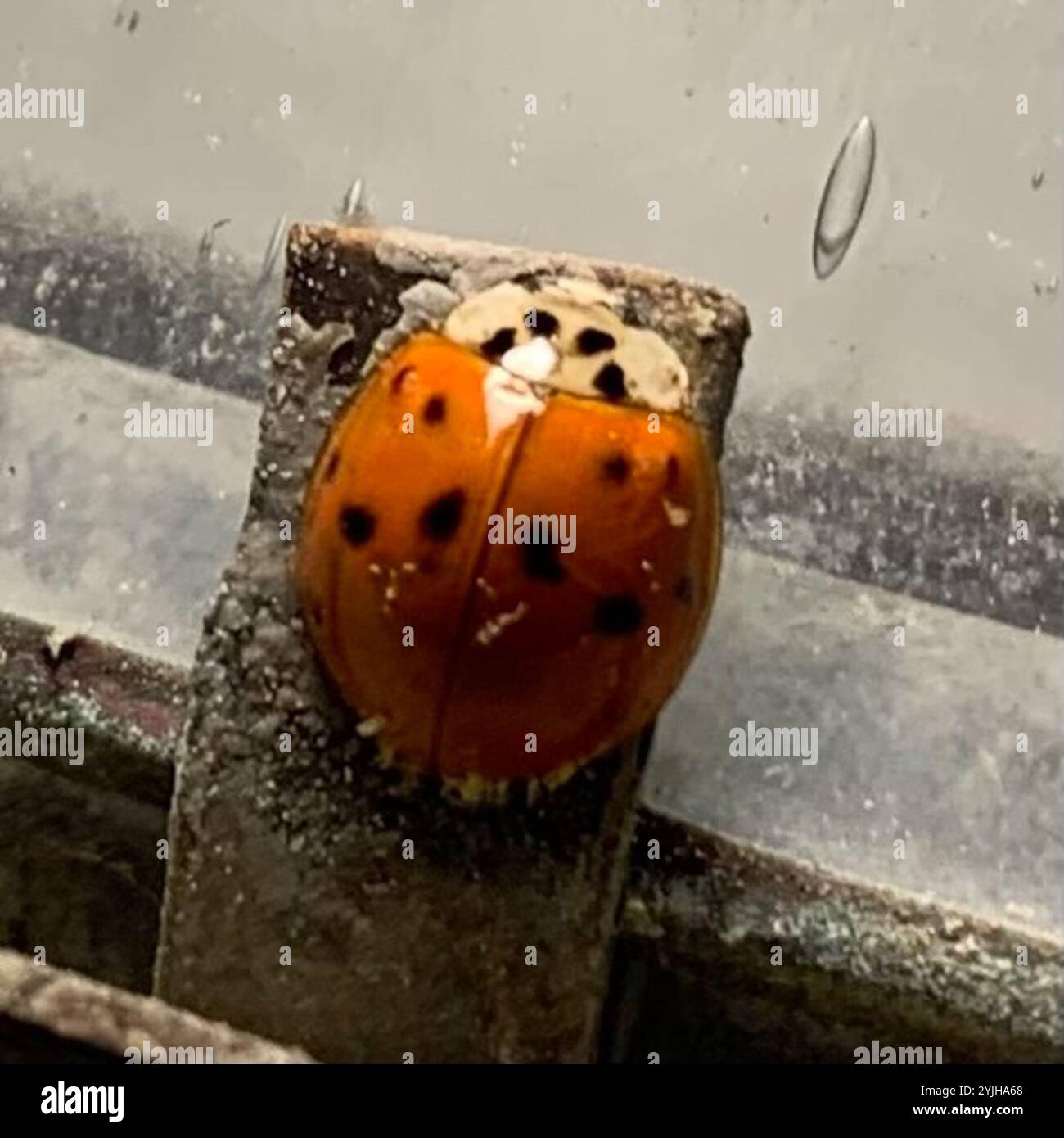 Asian Lady Beetle (Harmonia axyridis Stock Photo - Alamy