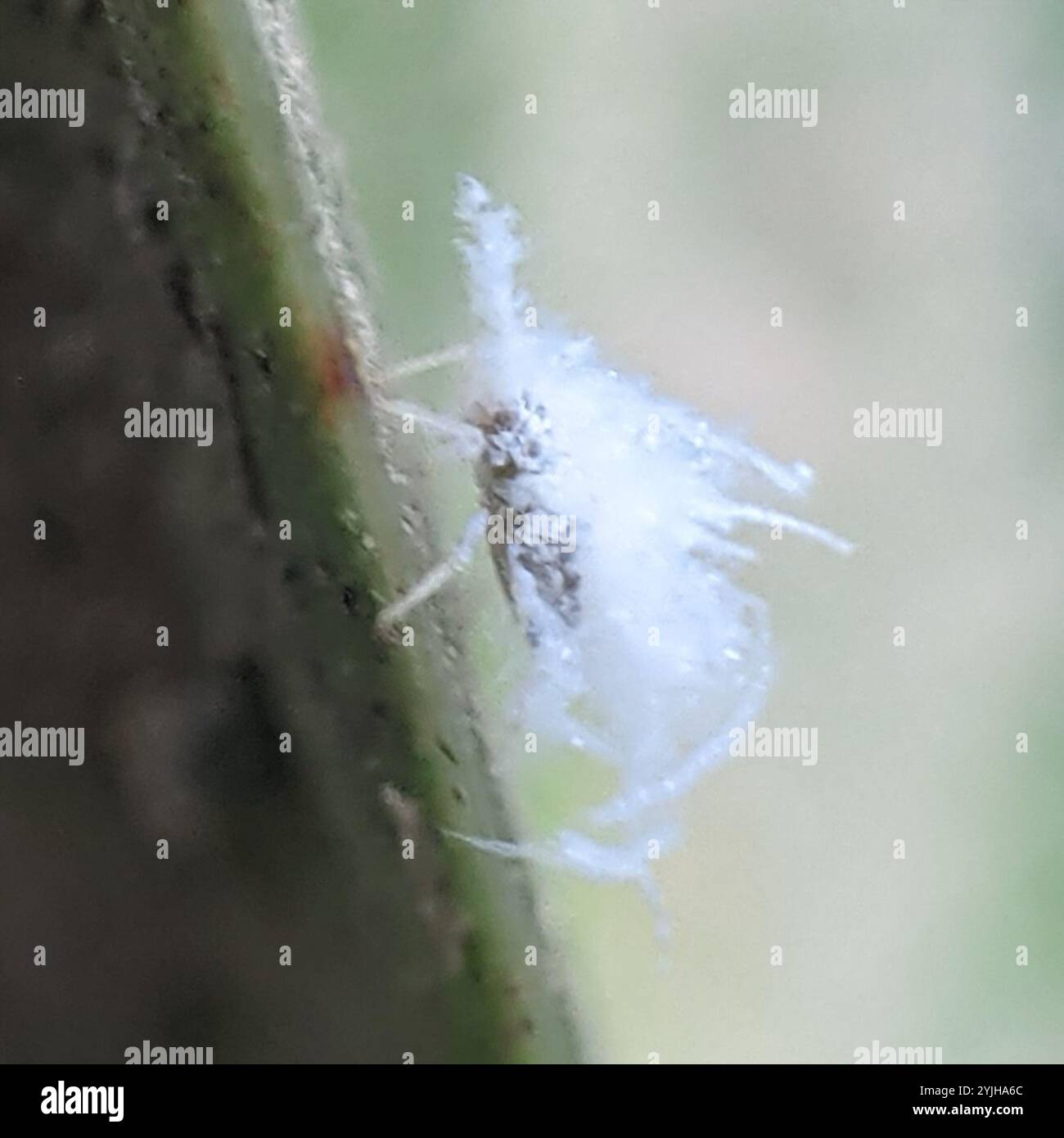 Asian Woolly Hackberry Aphid (Shivaphis celti Stock Photo - Alamy