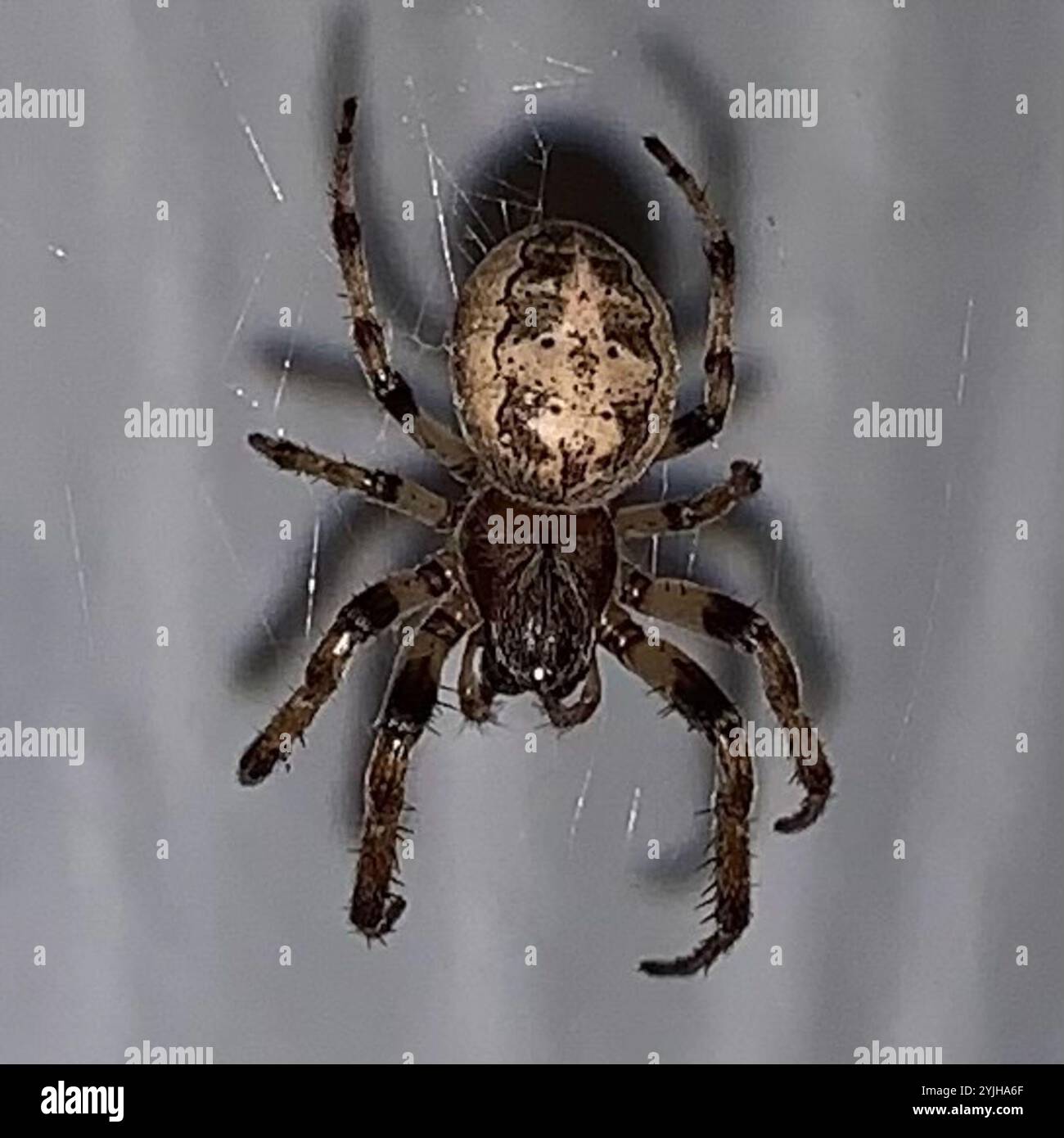 Furrow Spiders (Larinioides Stock Photo - Alamy