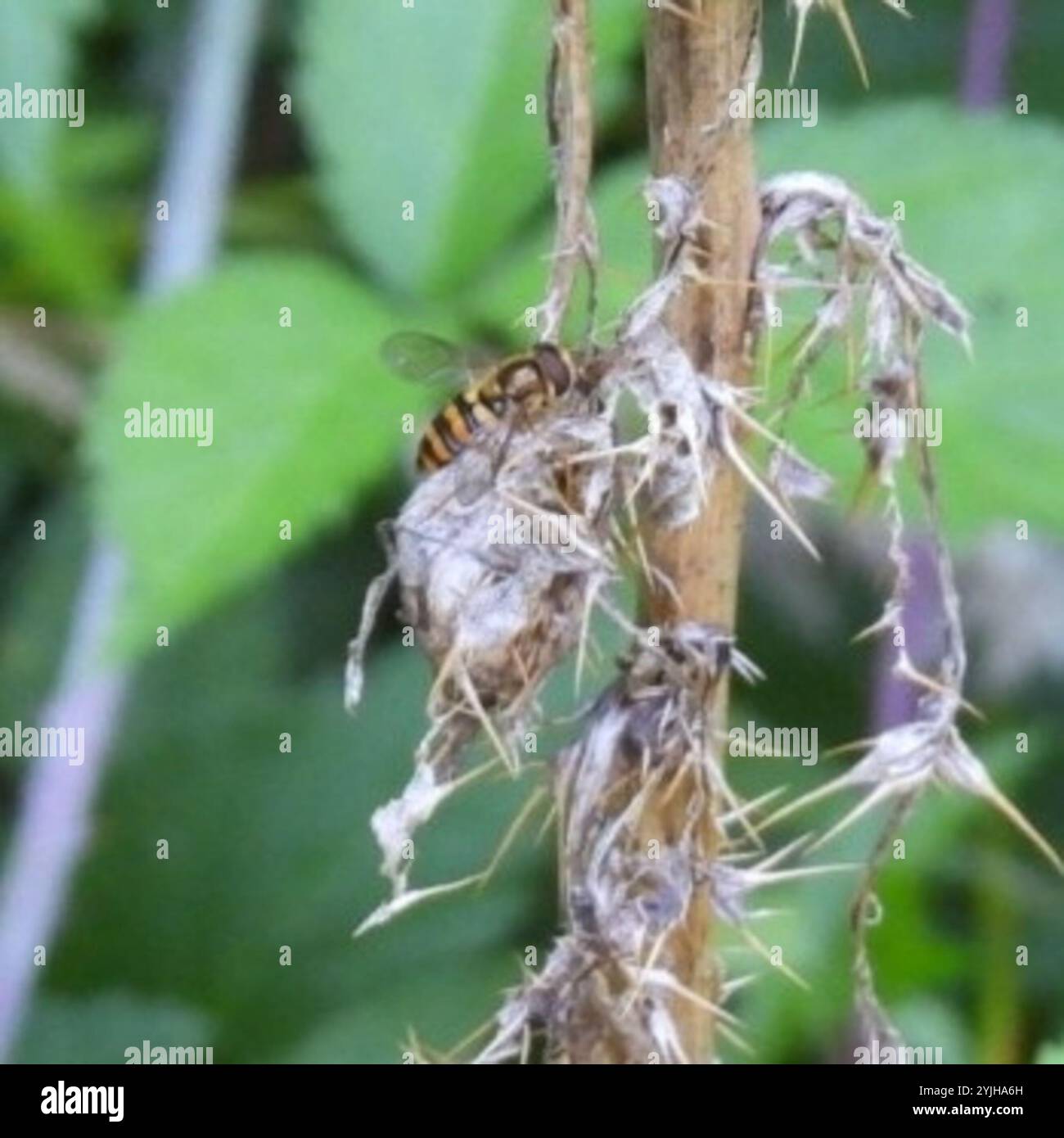 Metasyrphus hi-res stock photography and images - Alamy