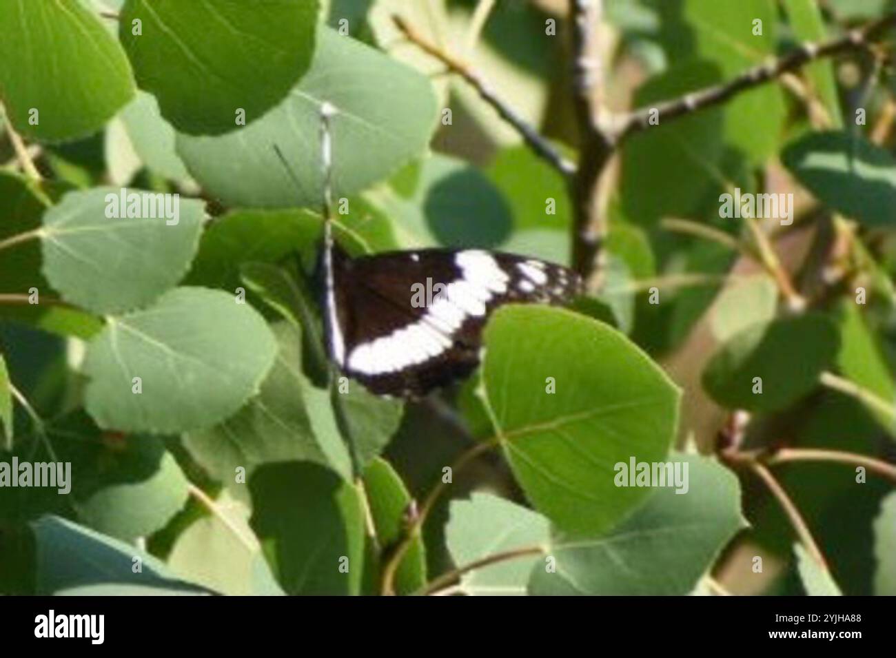 Weidemeyer's Admiral (Limenitis weidemeyerii Stock Photo - Alamy
