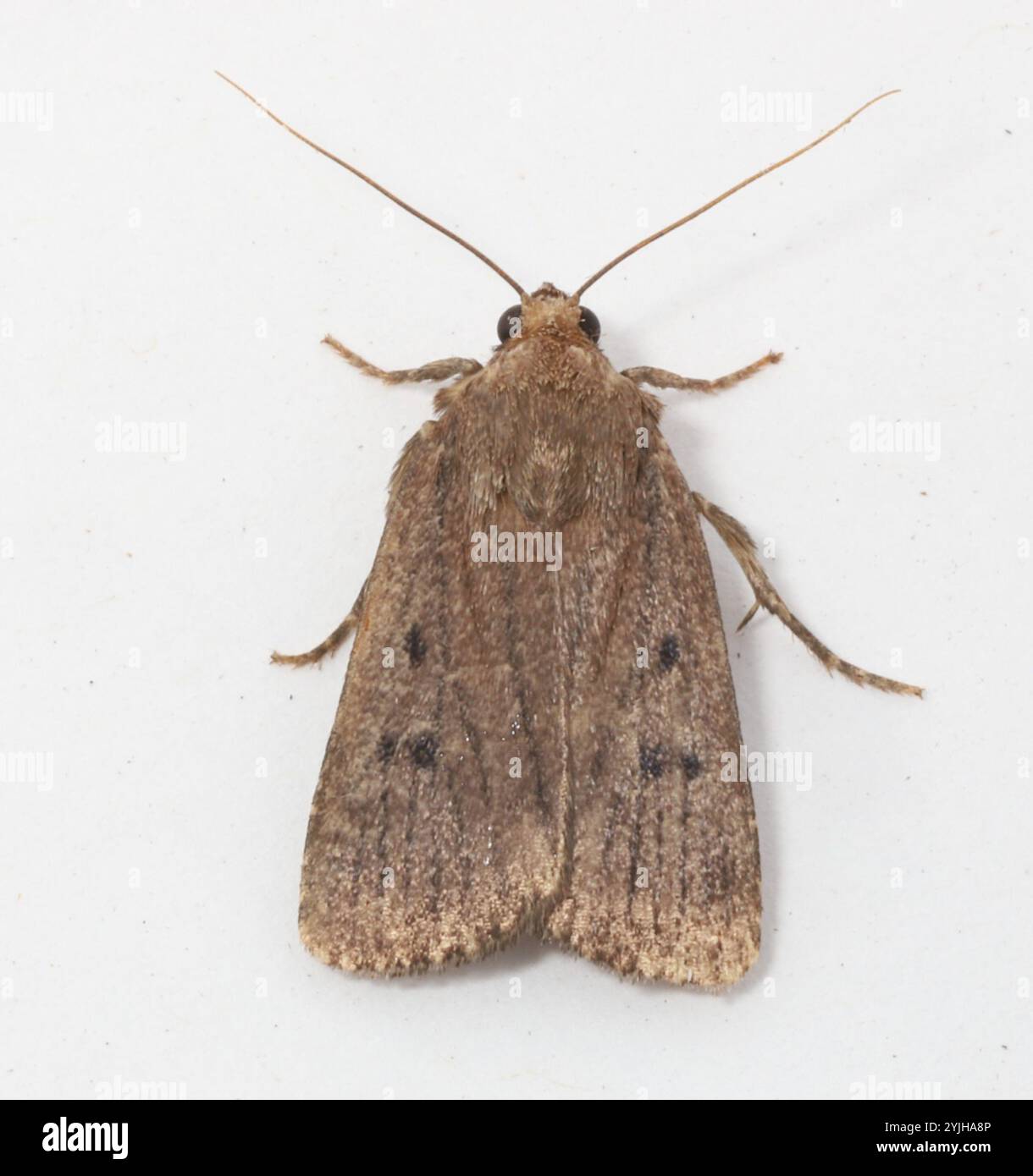 Mouse Moth (Amphipyra tragopoginis Stock Photo - Alamy