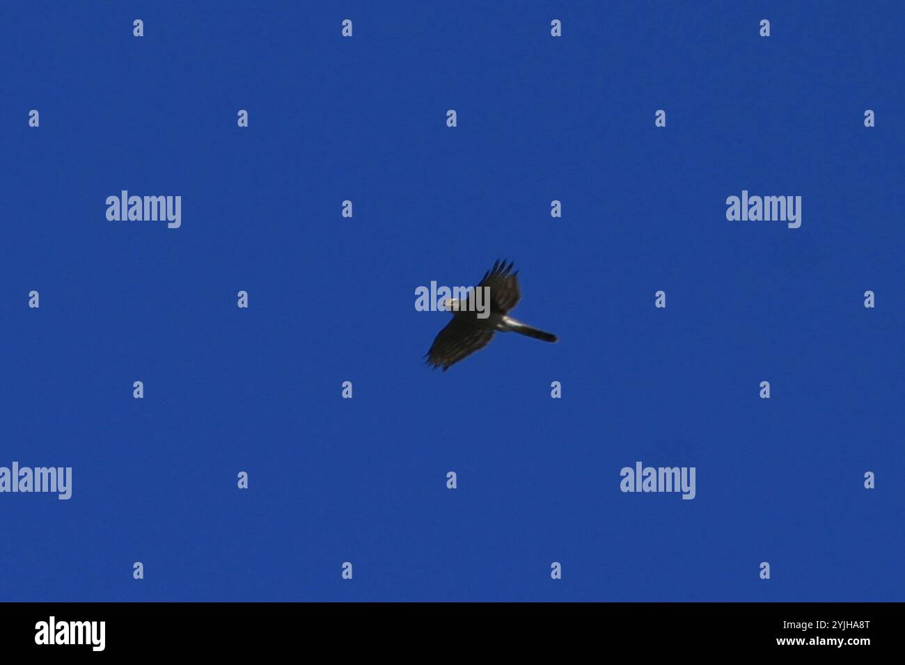 Eurasian Goshawk (Astur gentilis Stock Photo - Alamy