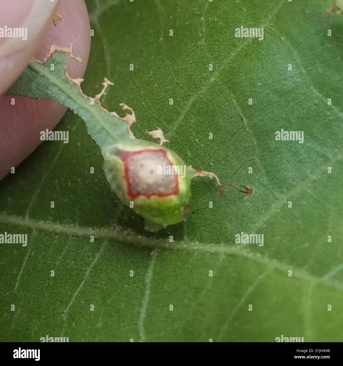 Early Button Slug Moth (Tortricidia testacea Stock Photo - Alamy
