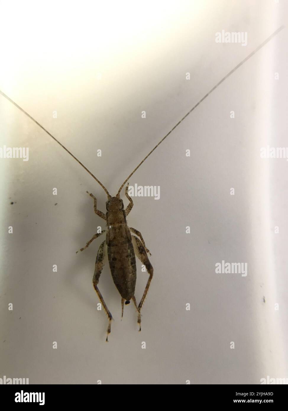 Hapithus hi-res stock photography and images - Alamy