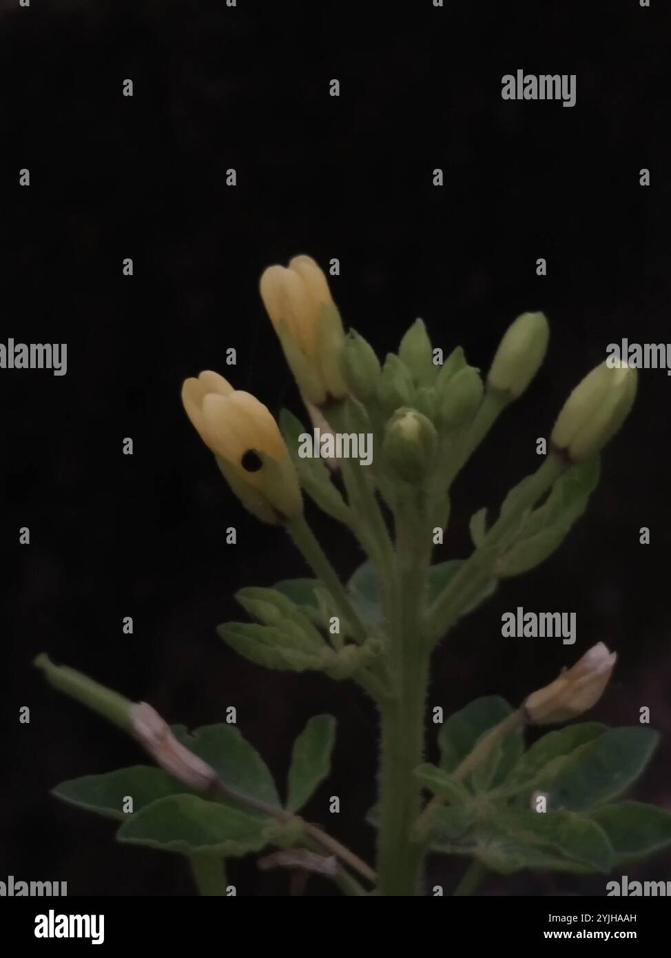 Asian spiderflower (Cleome viscosa Stock Photo - Alamy