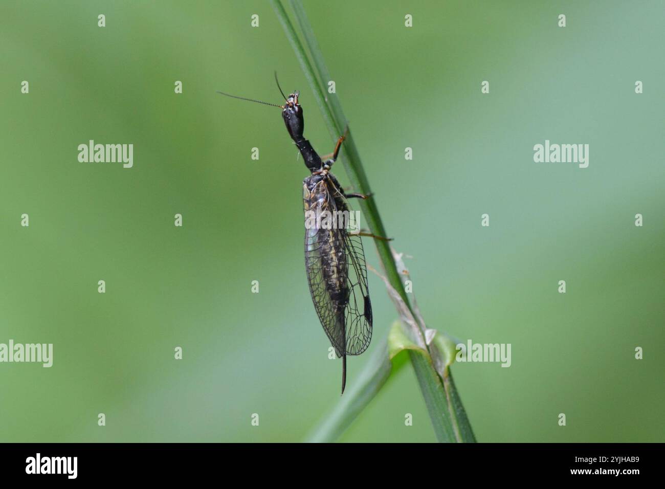 oak snakefly (Phaeostigma notata Stock Photo - Alamy