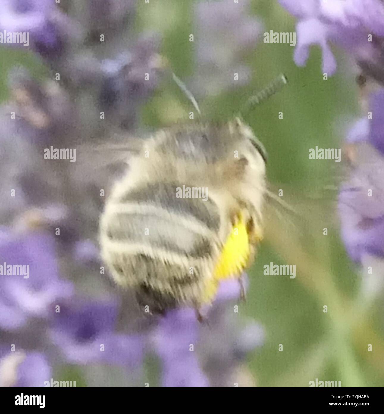 Anthophora quadrimaculata hi-res stock photography and images - Alamy