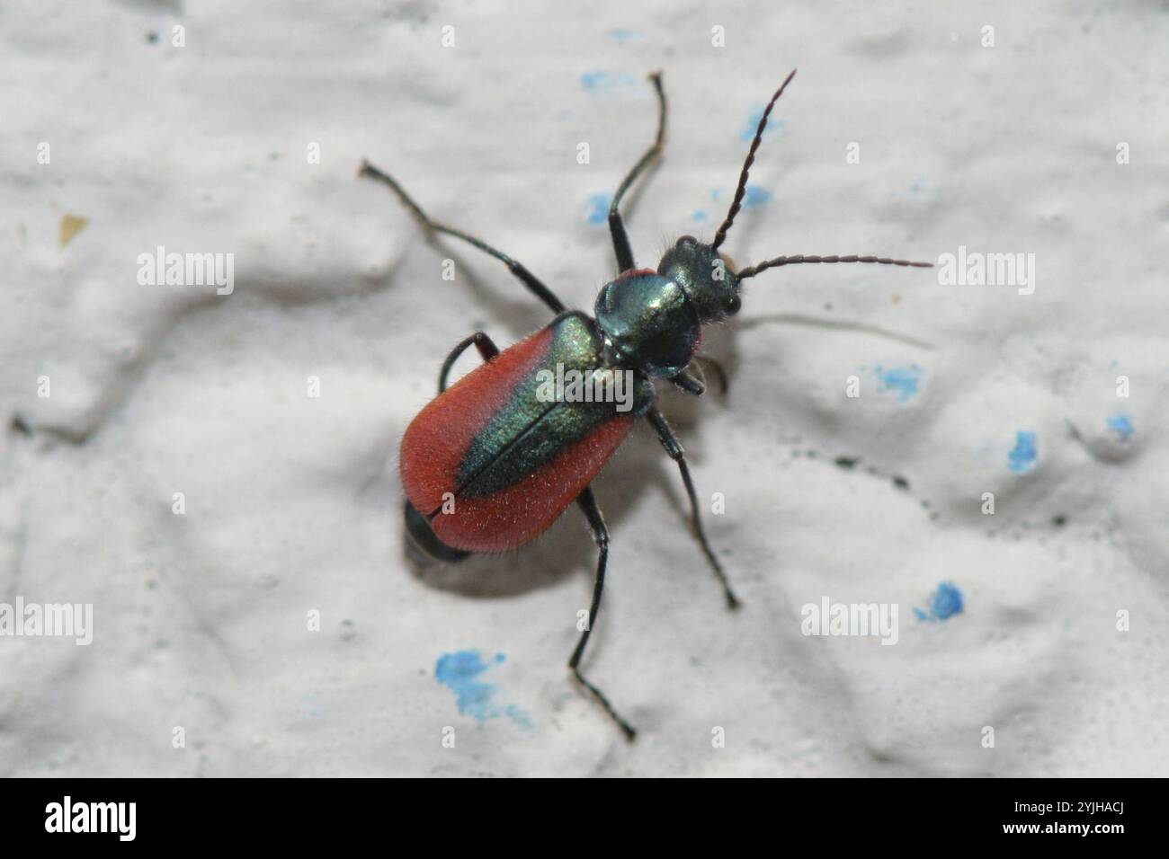 Scarlet Malachite Beetle (Malachius aeneus Stock Photo - Alamy