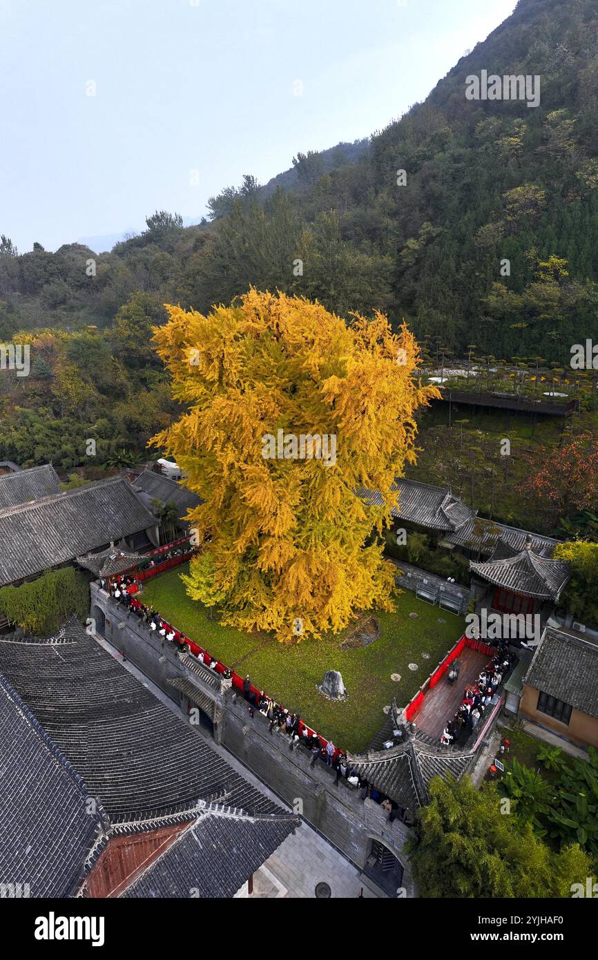 Aerial photo shows an ancient ginkgo tree at a temple in Xi'an City ...